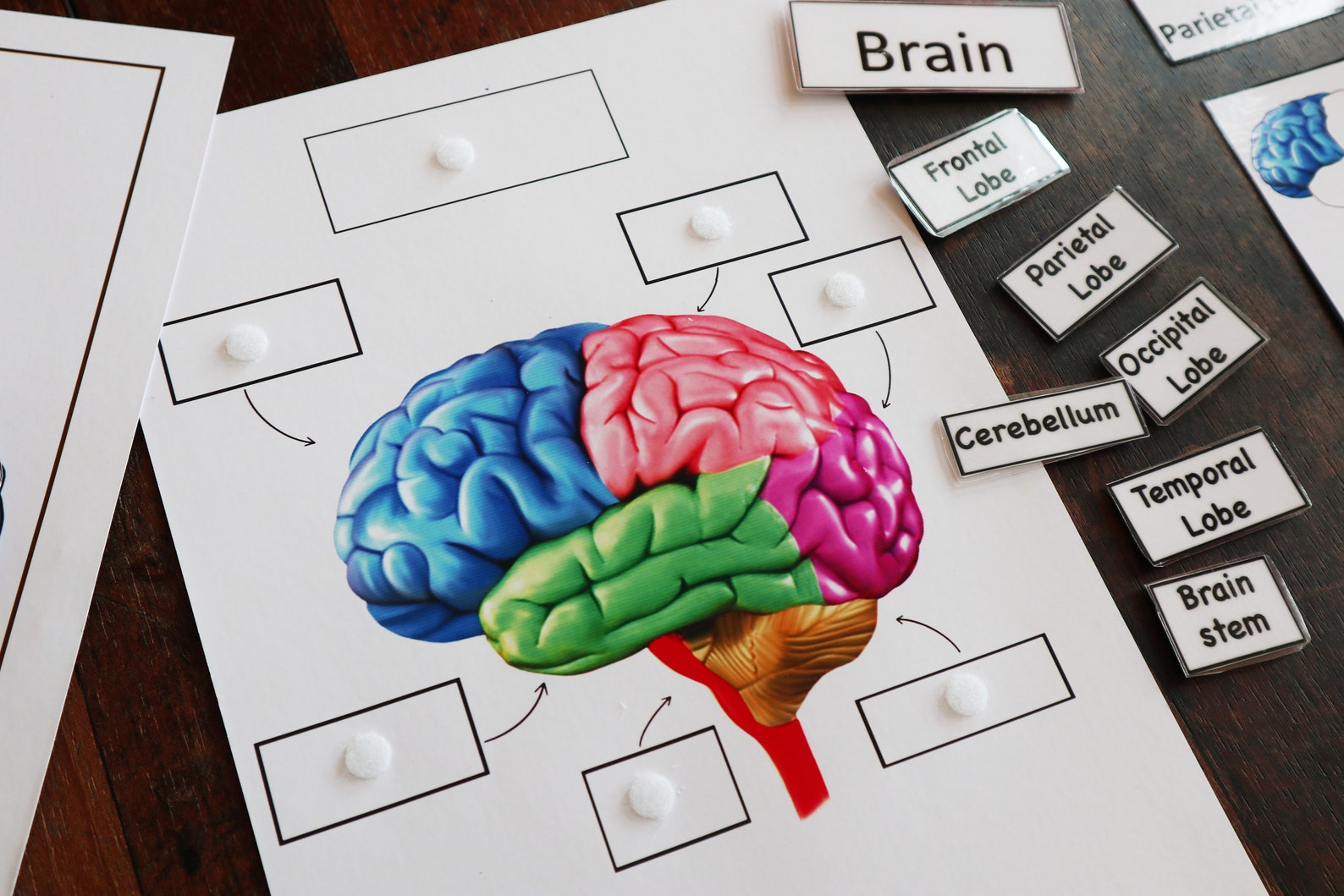 Human Brain Anatomy Printable Activity Brain Puzzle Brain - Etsy