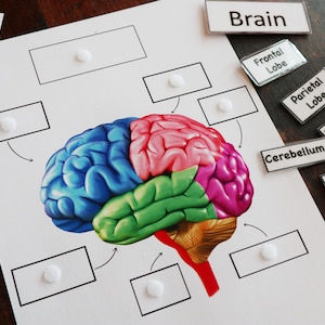 Human Brain Anatomy Printable Activity, Brain Puzzle, Brain ...
