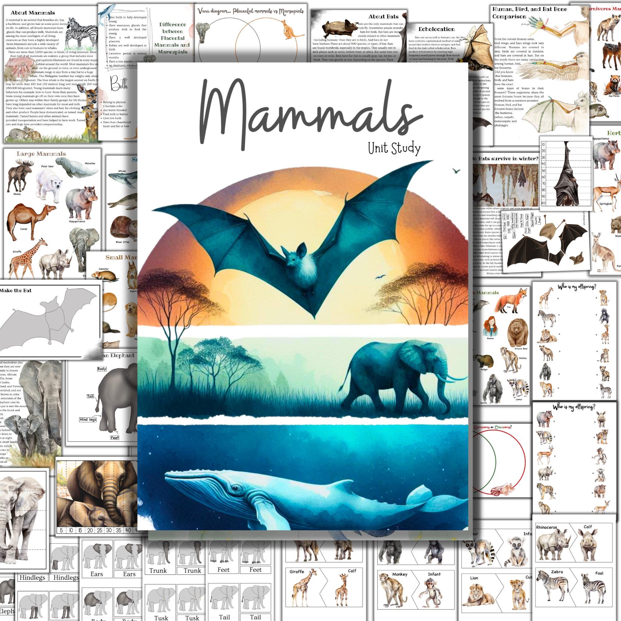 Mammals Unit Study, Elephant Unit Study, Bat Unit Study, Whale Unit ...