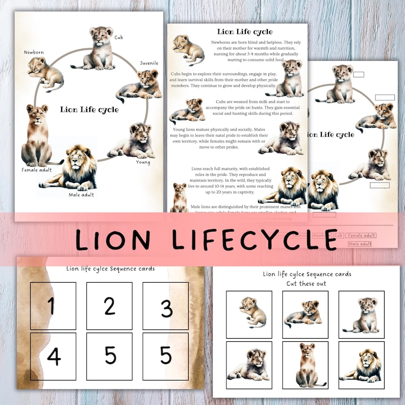 LION LIFE CYCLE, Lion Printable, Lion Homeschool, - Etsy