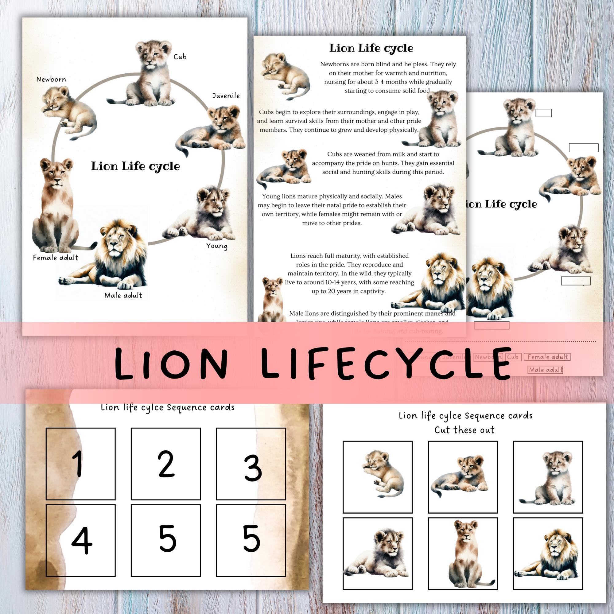 LION LIFE CYCLE, Lion Printable, Lion Homeschool, - Etsy