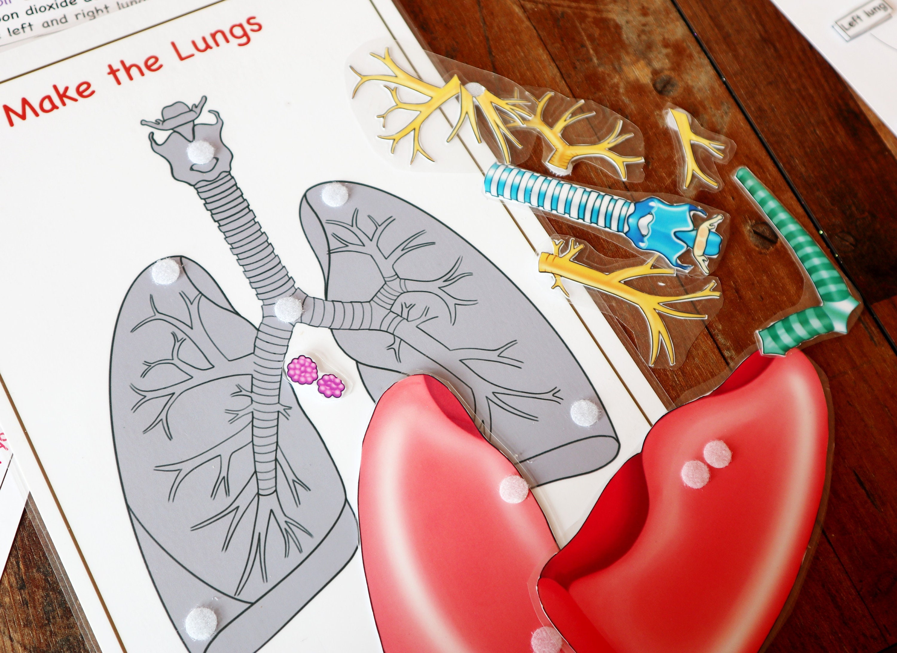 Human Lungs Anatomy Printable Activity Lungs Puzzle Lungs - Etsy