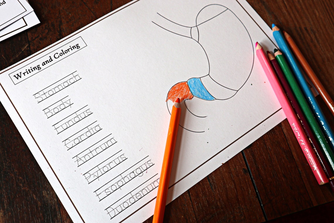 Human Stomach Anatomy Printable Activity Stomach Nomenclature - Etsy UK