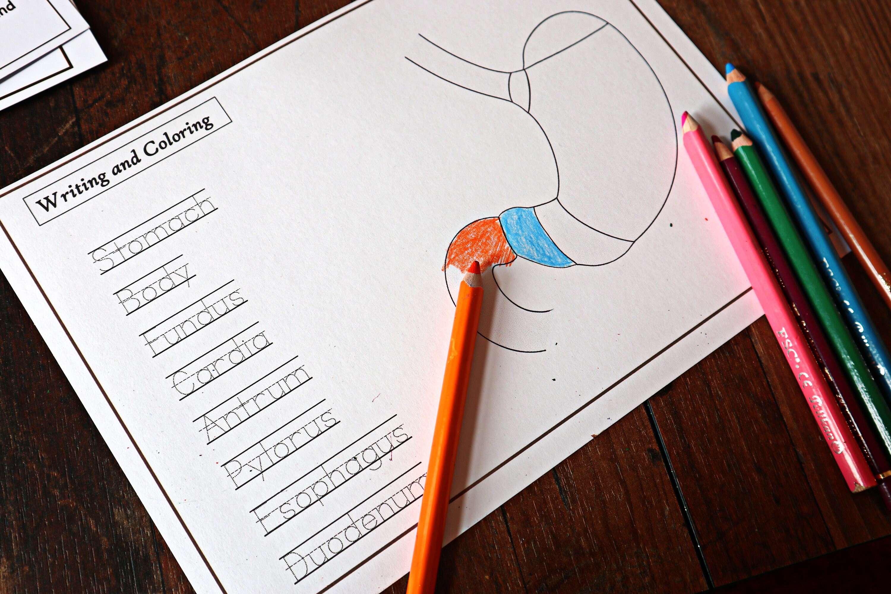 Human Stomach Anatomy Printable Activity Stomach Nomenclature - Etsy