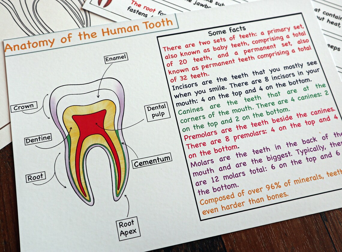 Human Tooth Anatomy Printable Activity Tooth Nomenclature - Etsy