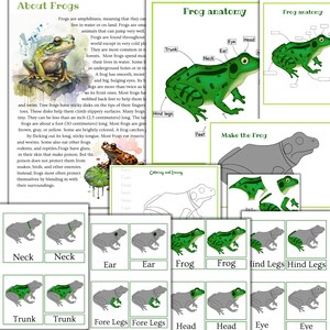 Amphibian Unit Study, Frogs Unit Study, Frogs 3 Part Cards, Frog ...