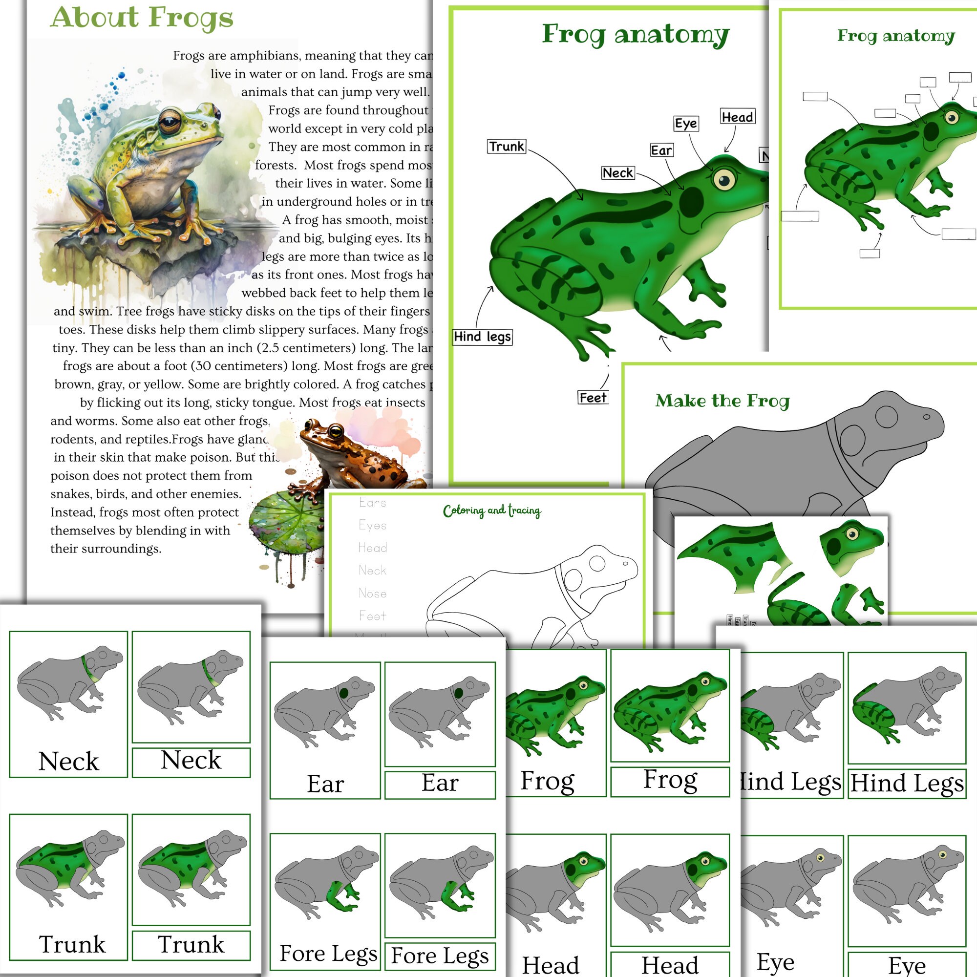 Amphibian Unit Study Frogs Unit Study Frogs 3 Part Cards - Etsy Australia