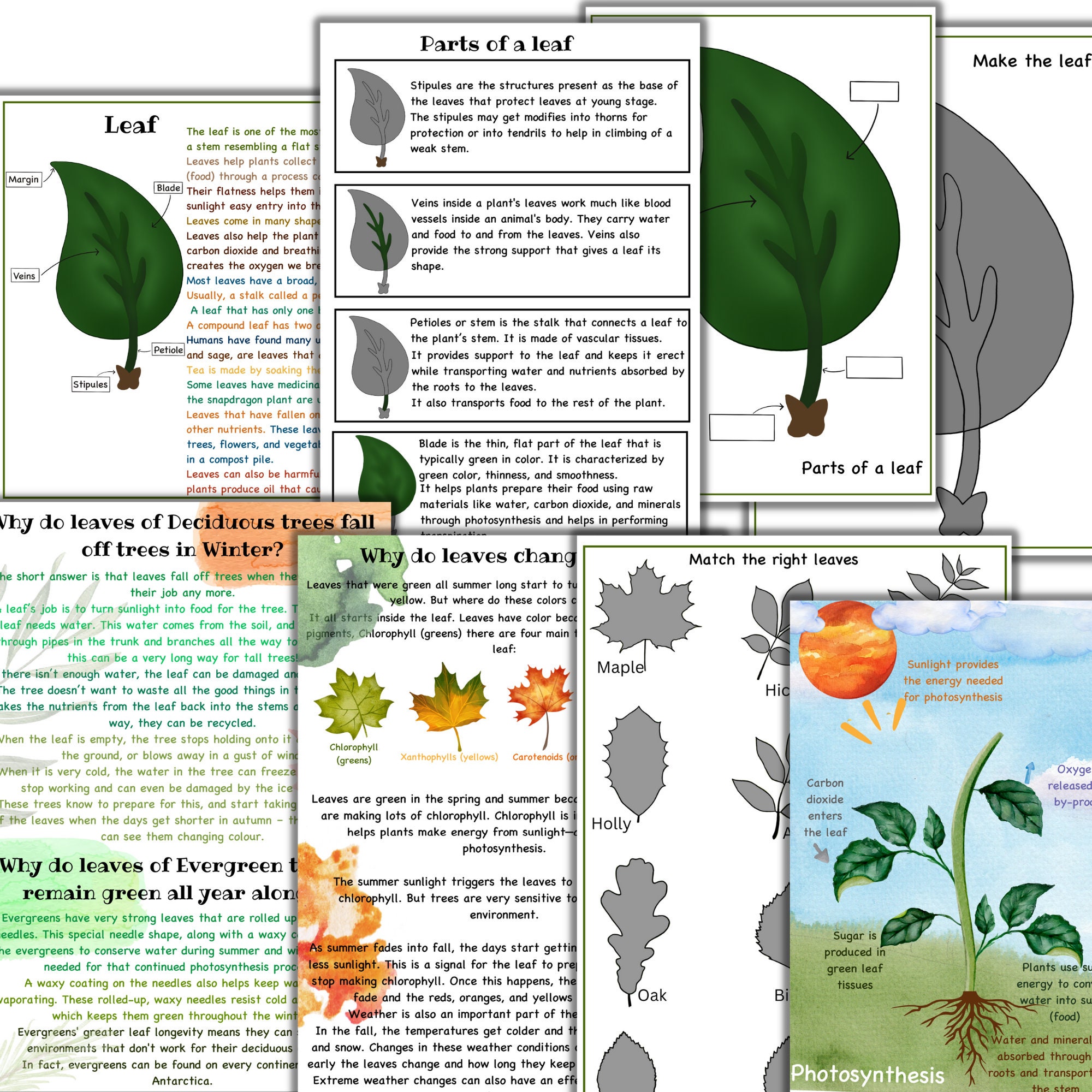 Trees Leaves Unit Study Tree Forms Parts of a Tree Parts of - Etsy
