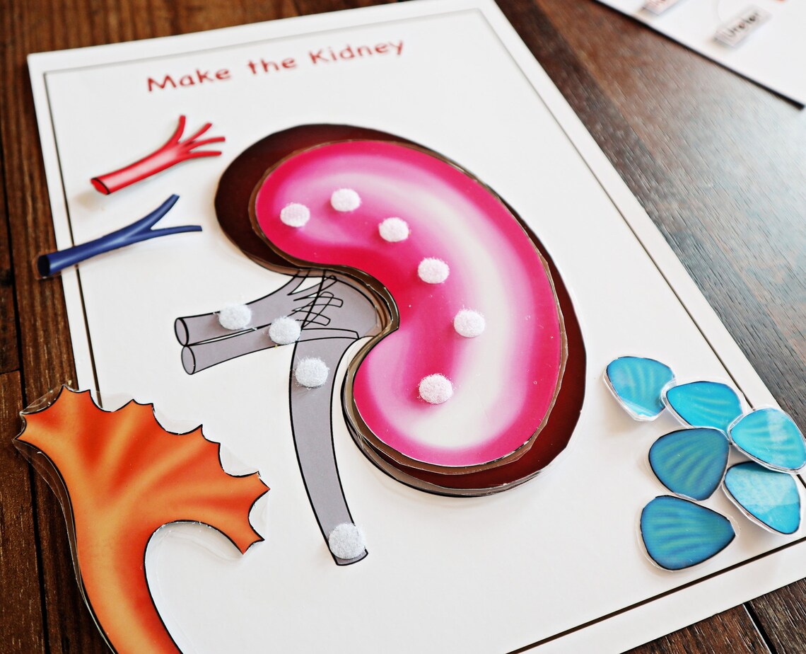 Human Kidney Anatomy Printable Activity Kidney Puzzle Kidney - Etsy UK