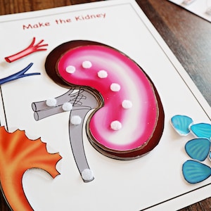 Human Kidney Anatomy Printable Activity, Kidney Puzzle, Kidney 3 Parts ...