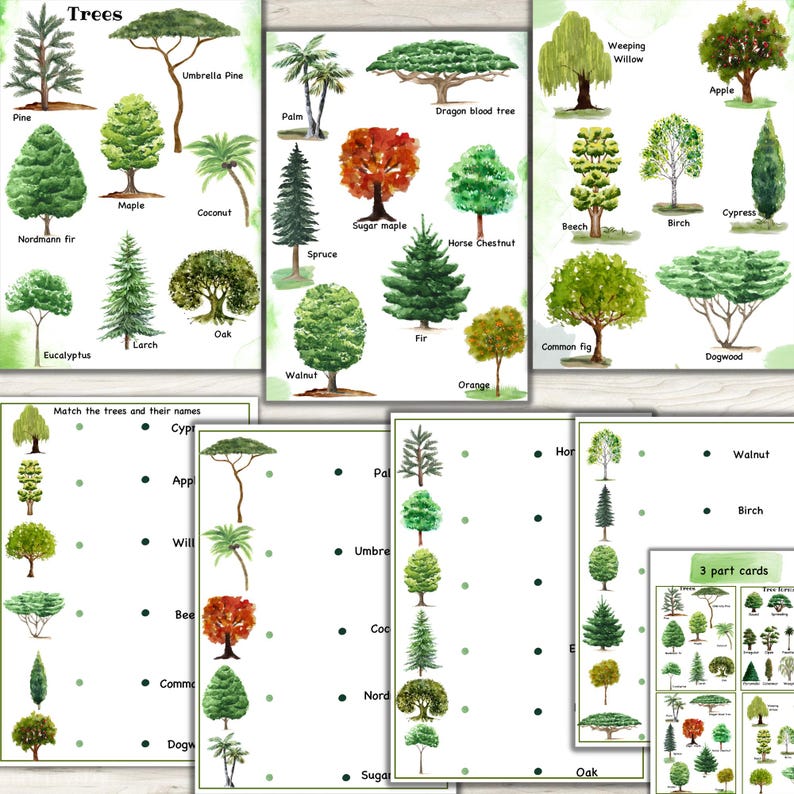 Trees Leaves Unit Study, Tree Forms, Parts of a Tree, Parts of Leaf ...