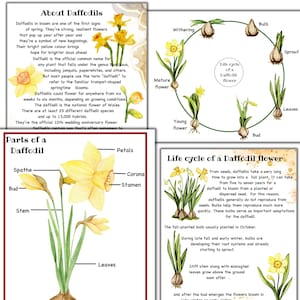 Spring Unit Study, Nature Study, Daffodil Unit Study, Squirrel Unit ...