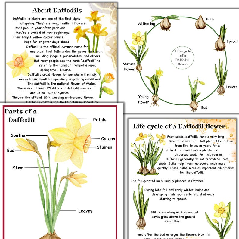 Spring Unit Study, Nature Study, Daffodil Unit Study, Squirrel Unit ...