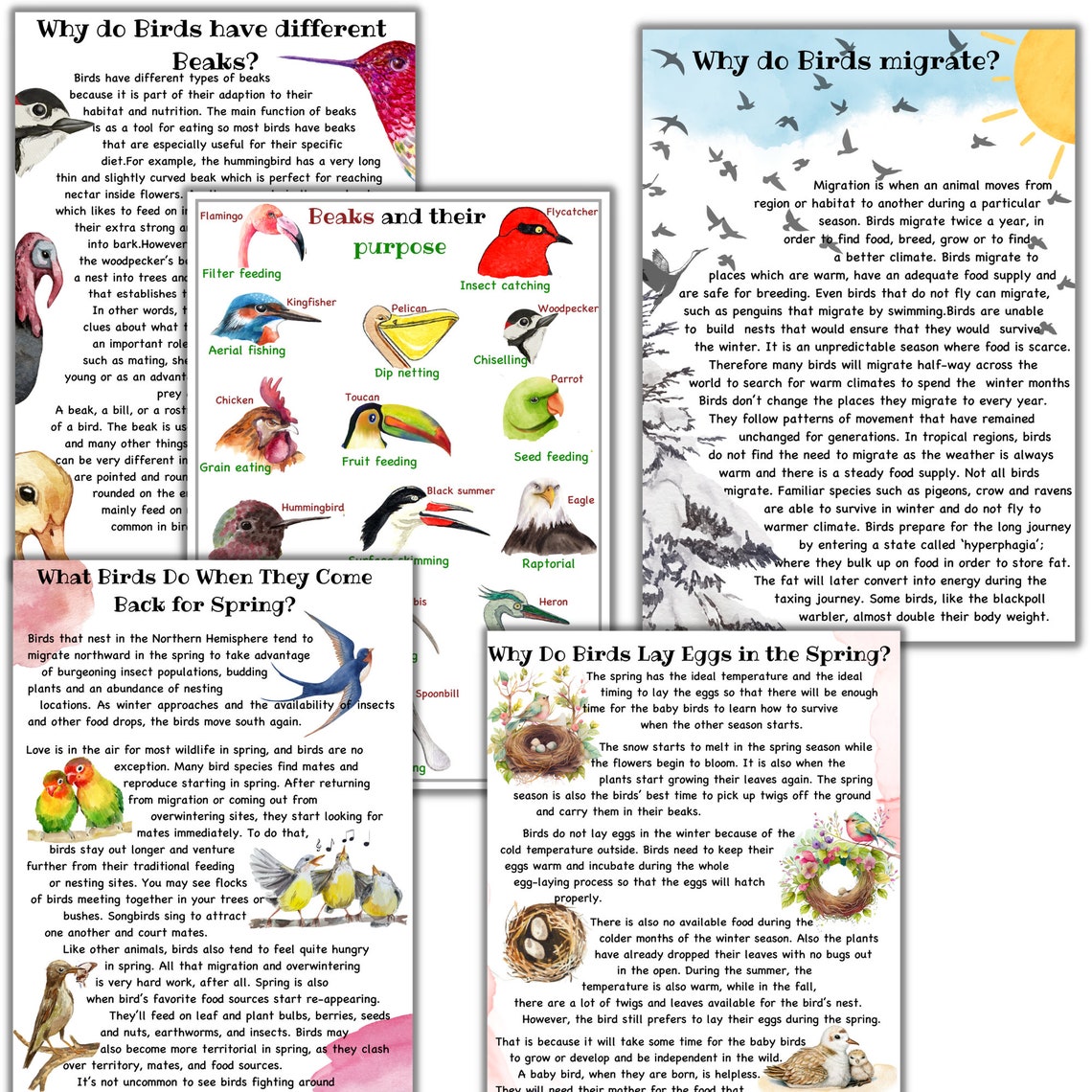 Birds Unit Study Bird Anatomy Bird Montessori 3 Part Cards - Etsy