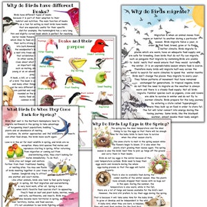 Birds Unit Study, Bird Anatomy, Bird Montessori 3 Part Cards, Owl Unit ...