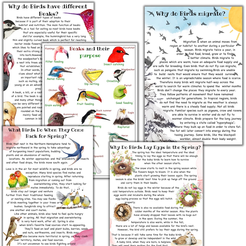 Buy Birds Unit Study Bird Anatomy Bird Montessori 3 Part Cards Online ...
