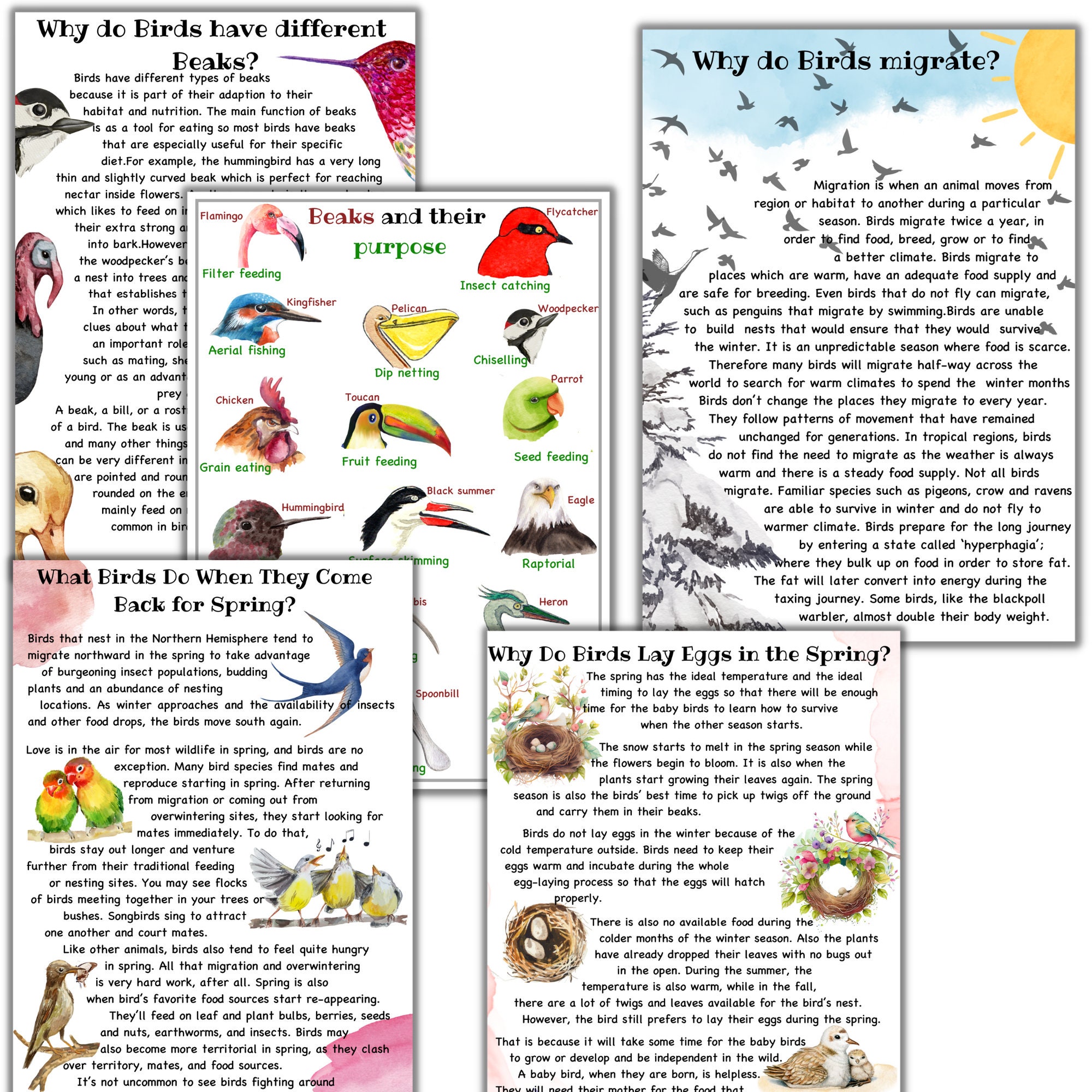 Birds Unit Study Bird Anatomy Bird Montessori 3 Part Cards - Etsy