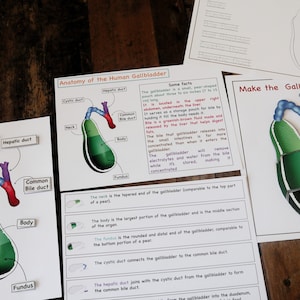 Human Gallbladder Anatomy Printable Activity, Gallbladder Puzzle ...