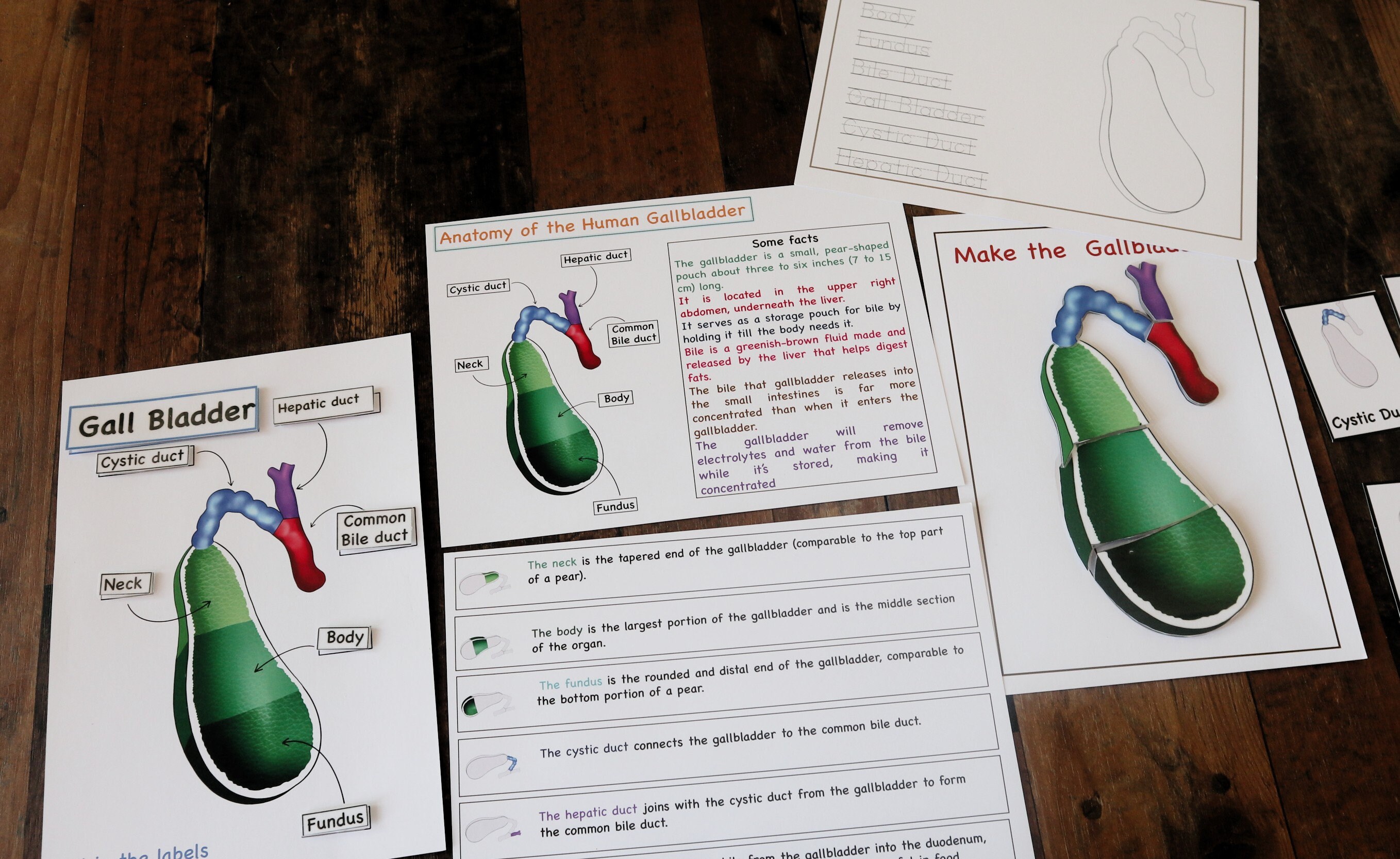 Human Gallbladder Anatomy Printable Activity, Gallbladder Puzzle ...