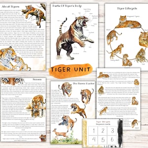 Cat Unit Study, Cat Anatomy, Tiger Anatomy, Big Cats Unit, Cat ...