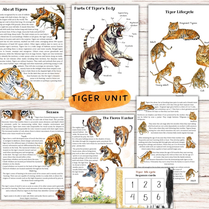Cat Unit Study, Cat Anatomy, Tiger Anatomy, Big Cats Unit, Cat ...