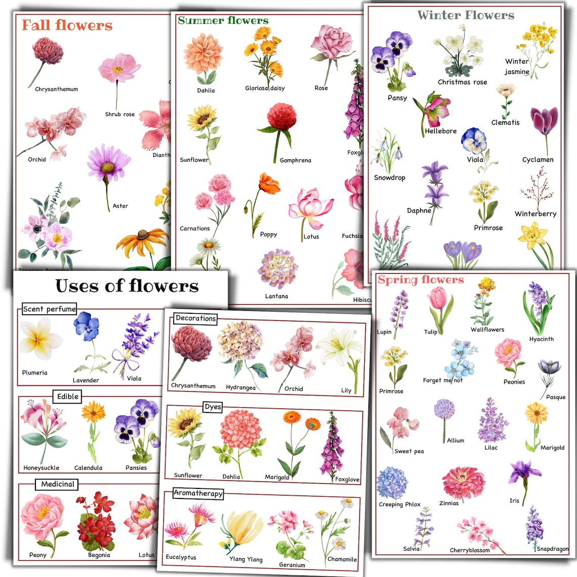 Flowers Unit Study,parts of Flower, Sunflower Life Cycle, Spring Unit ...