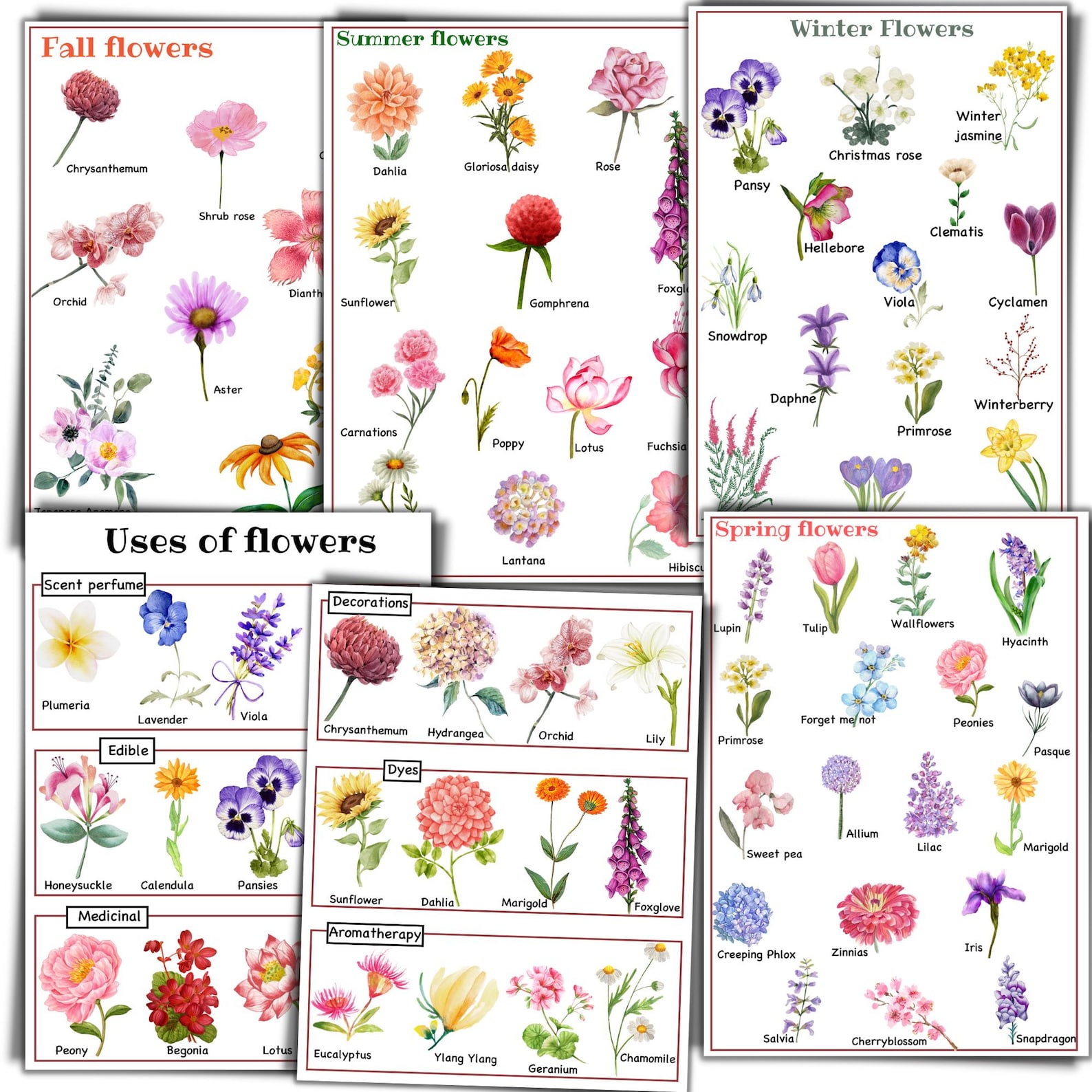 Flowers Unit Study,parts of Flower, Sunflower Life Cycle, Spring Unit ...