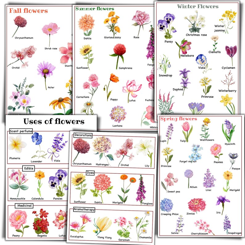 Flowers Unit Study,parts of Flower, Sunflower Life Cycle, Spring Unit ...