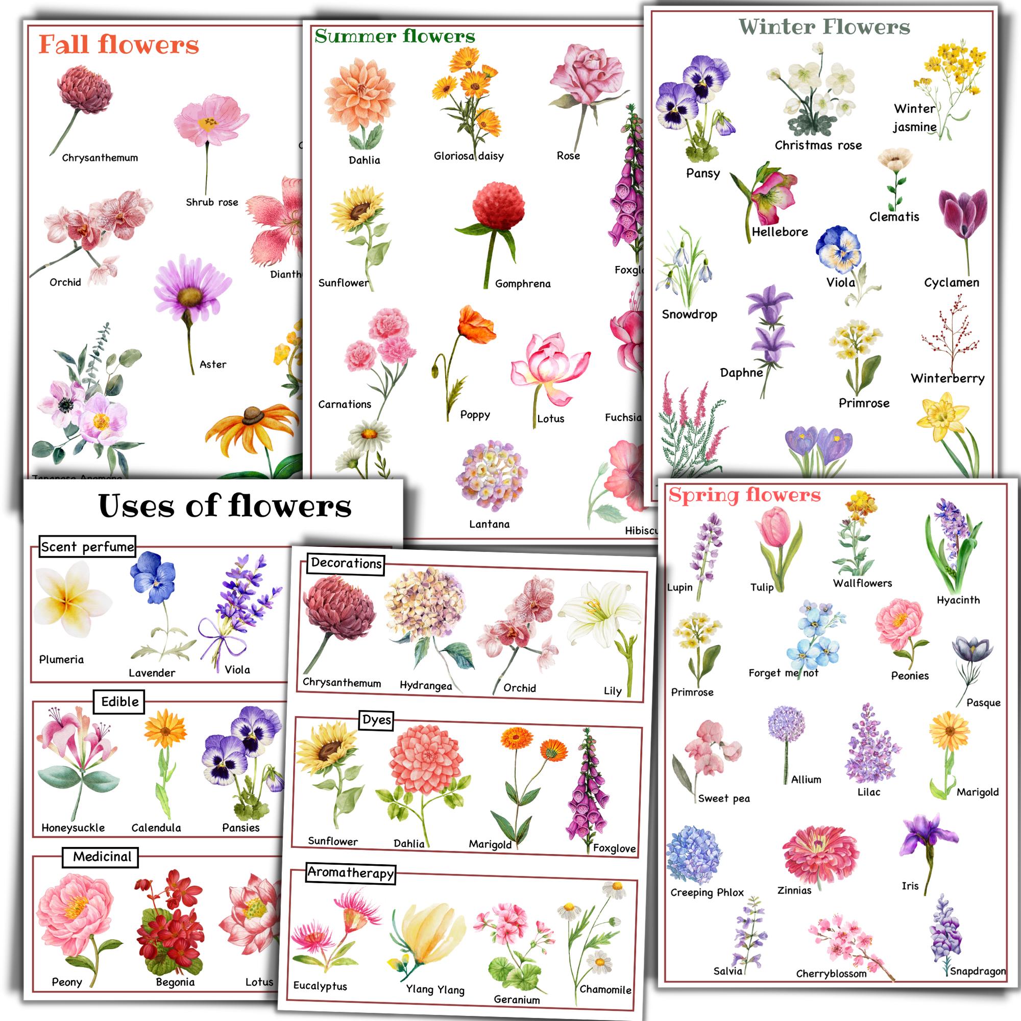 Flowers Unit Study,parts of Flower, Sunflower Life Cycle, Spring Unit ...
