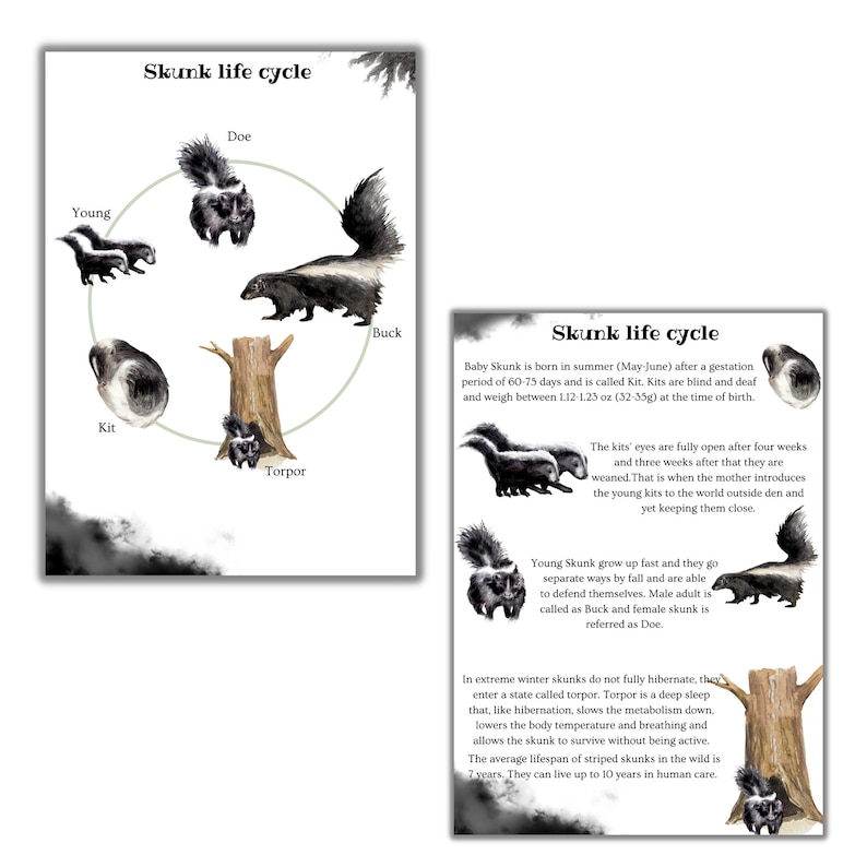 Skunk Mini Unit Study, Skunk Anatomy, Skunk Life Cycle, Summer Activity ...