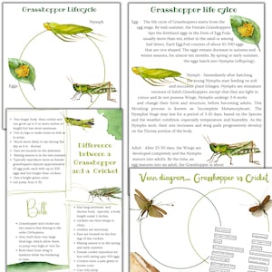 Insects Unit Study, Mini Beast Study, Grasshopper Unit, Ant Unit ...