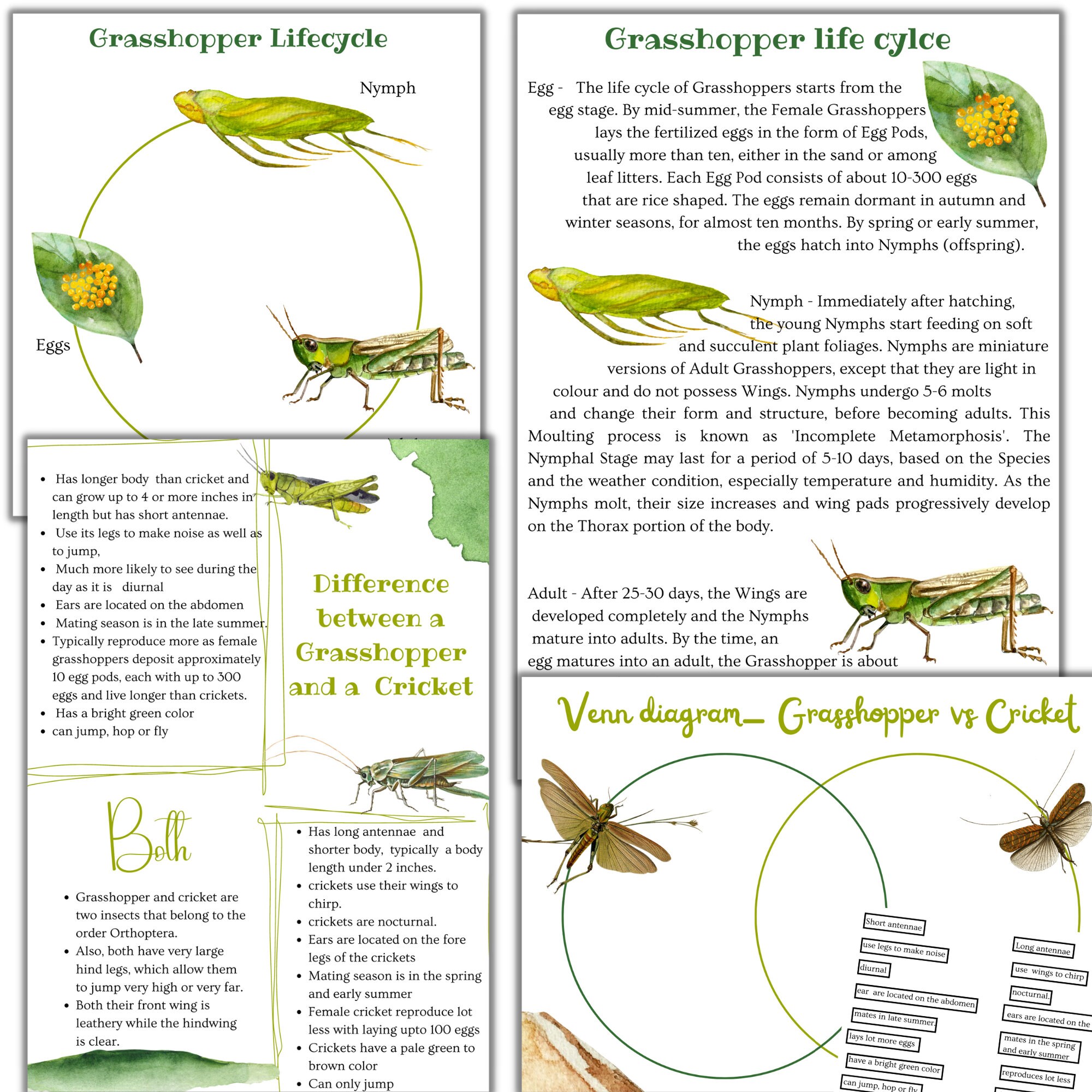 Insects Unit Study Mini Beast Study Grasshopper Unit Ant - Etsy