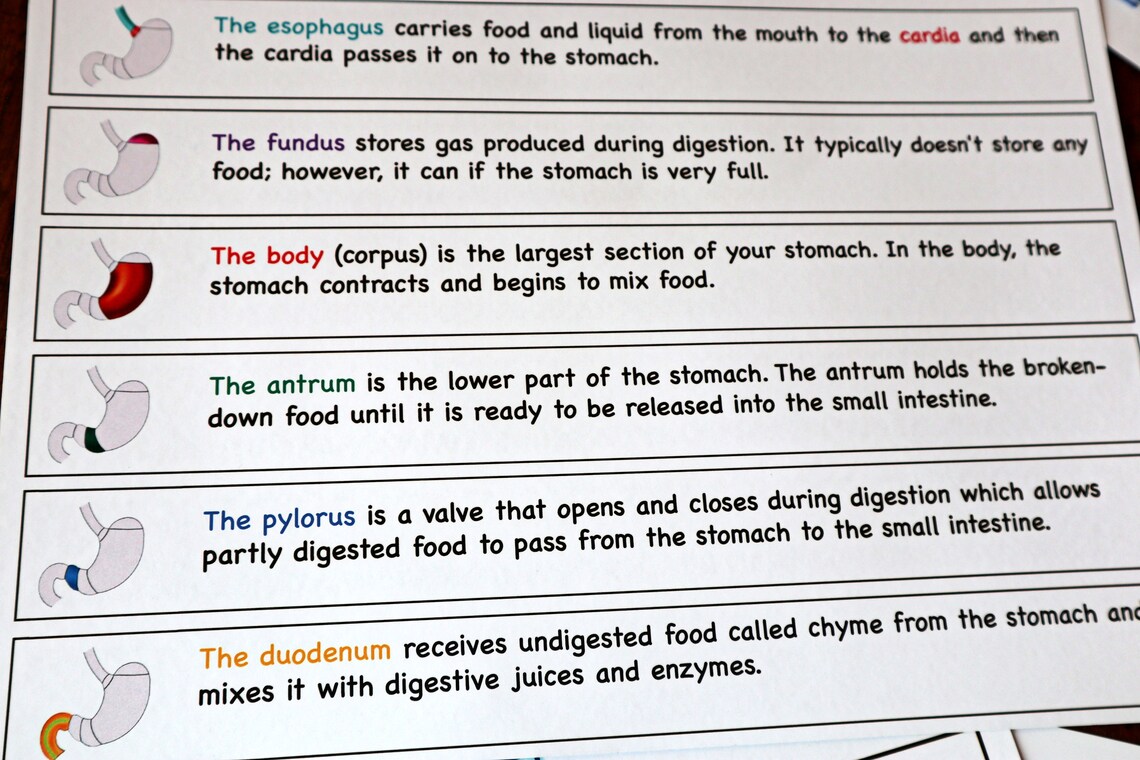 Human Stomach Anatomy Printable Activity Stomach Nomenclature - Etsy UK