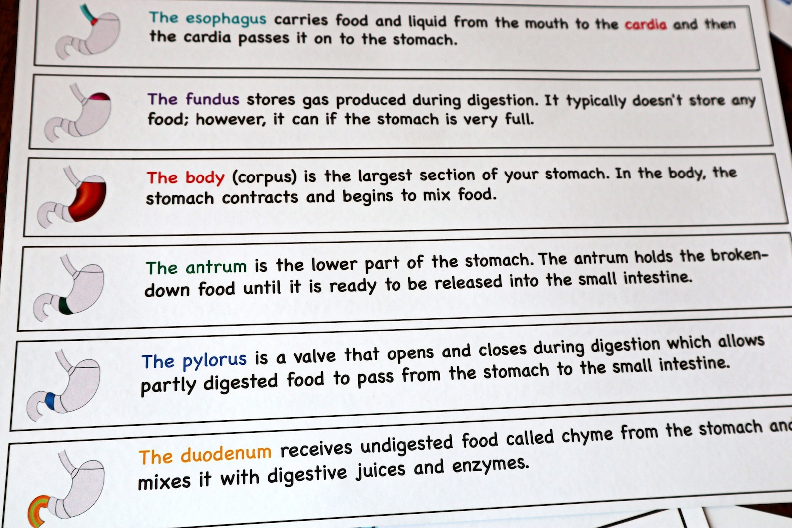 Human Stomach Anatomy Printable Activity, Stomach Nomenclature Cards ...