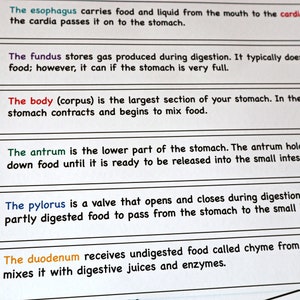 Human Stomach Anatomy Printable Activity, Stomach Nomenclature Cards ...