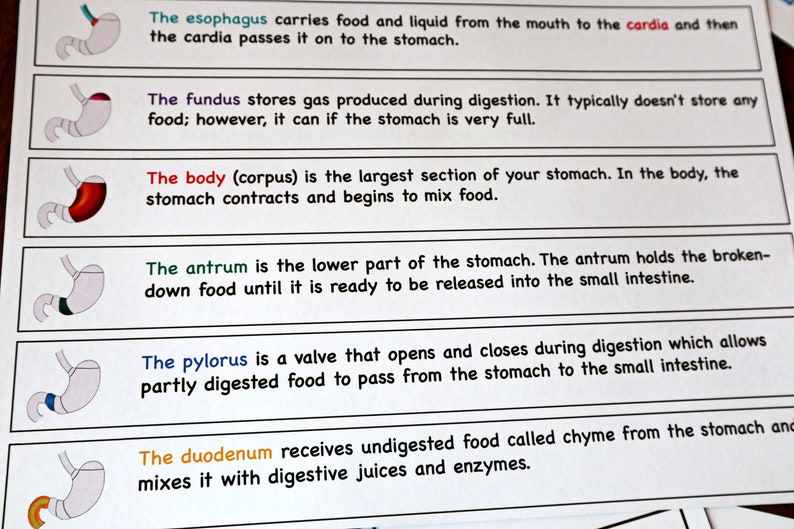Human Stomach Anatomy Printable Activity Stomach Nomenclature - Etsy UK