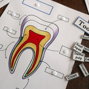 Human Tooth Anatomy Printable Activity, Tooth Nomenclature Cards ...