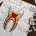 Human Tooth Anatomy Printable Activity, Tooth Nomenclature Cards ...