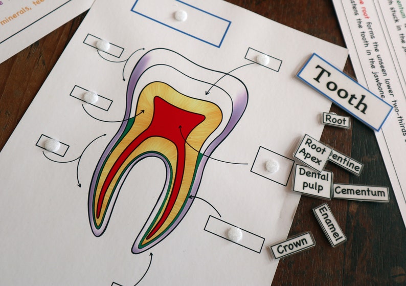 Human Tooth Anatomy Printable Activity Tooth Nomenclature - Etsy