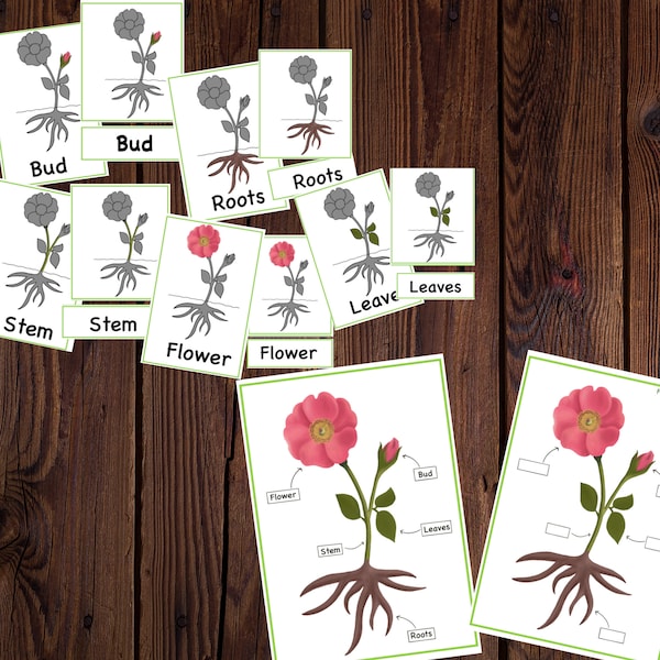 Printable Plant Part Cards - Etsy
