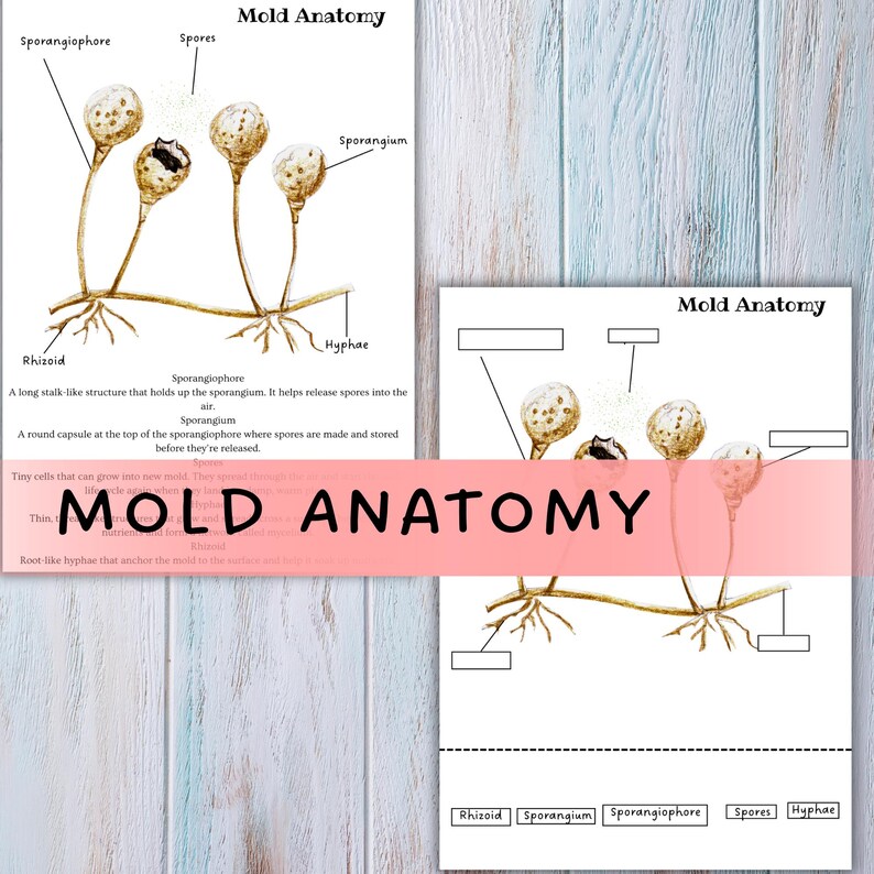 Mold Anatomy, Fungi Types Printable, Decomposers Unit - Etsy