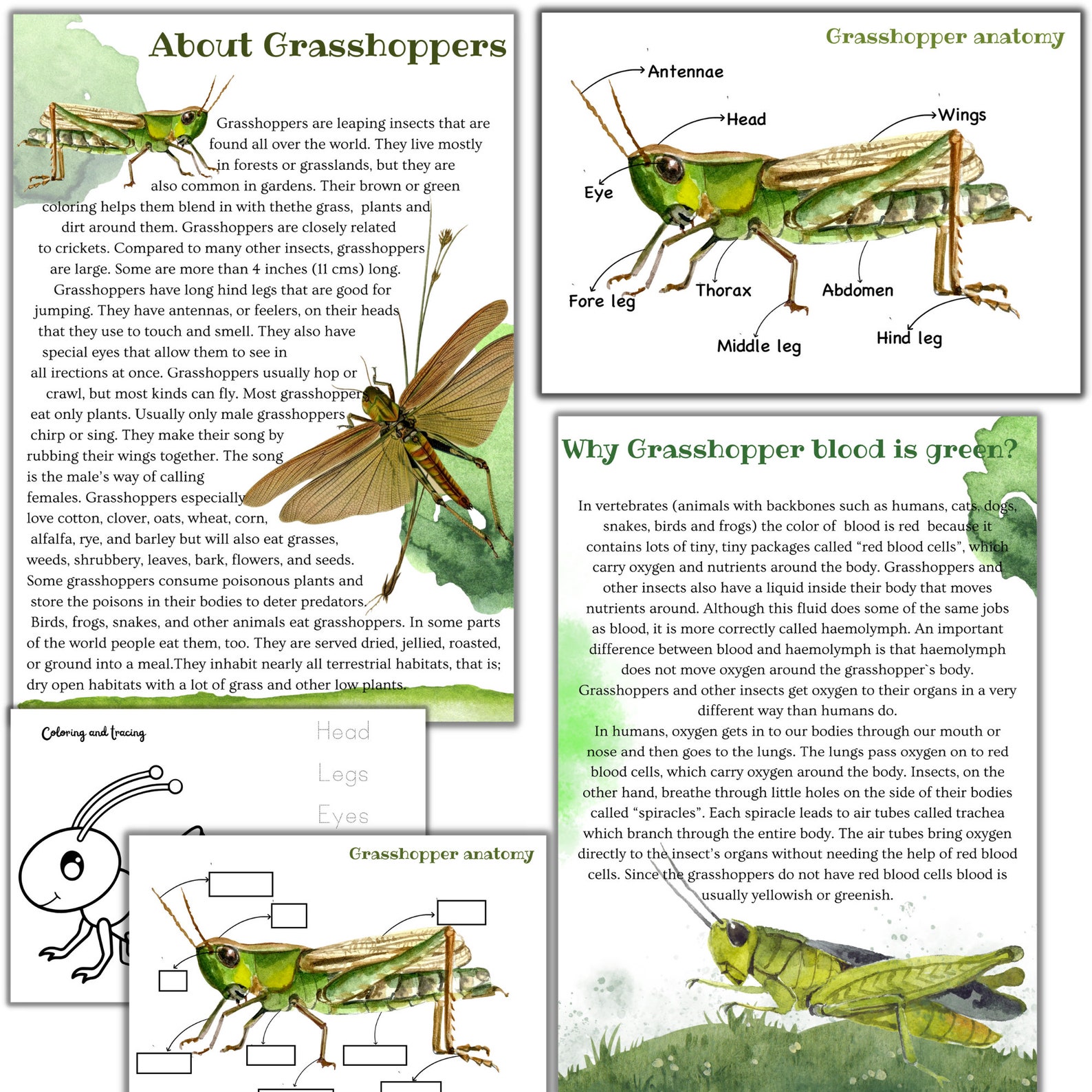 Insects Unit Study, Mini Beast Study, Grasshopper Unit, Ant Unit ...