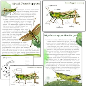 Insects Unit Study, Mini Beast Study, Grasshopper Unit, Ant Unit ...
