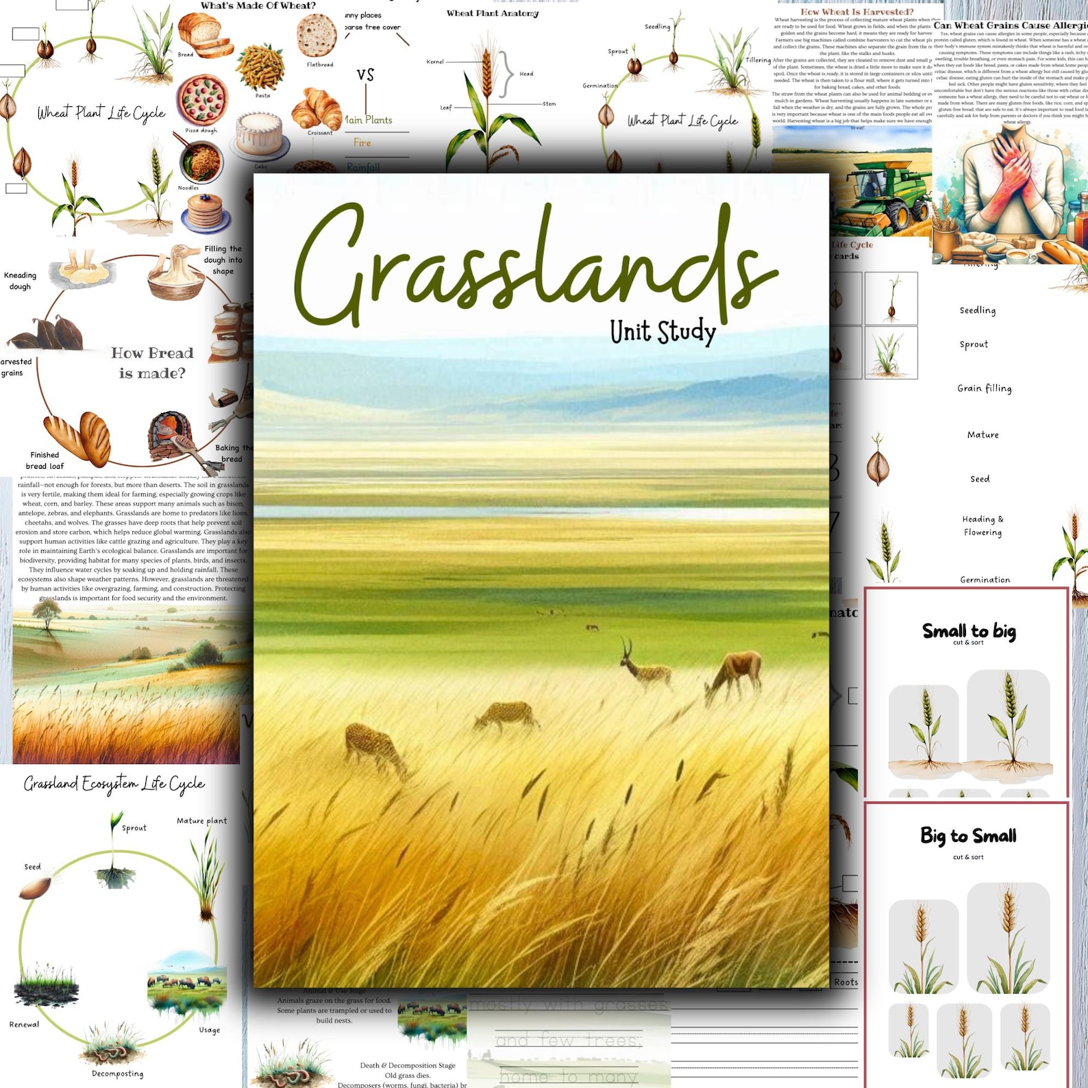 Grasslands Unit Study, Biome Unit Study, Wheat Unit Study, Grass Life ...