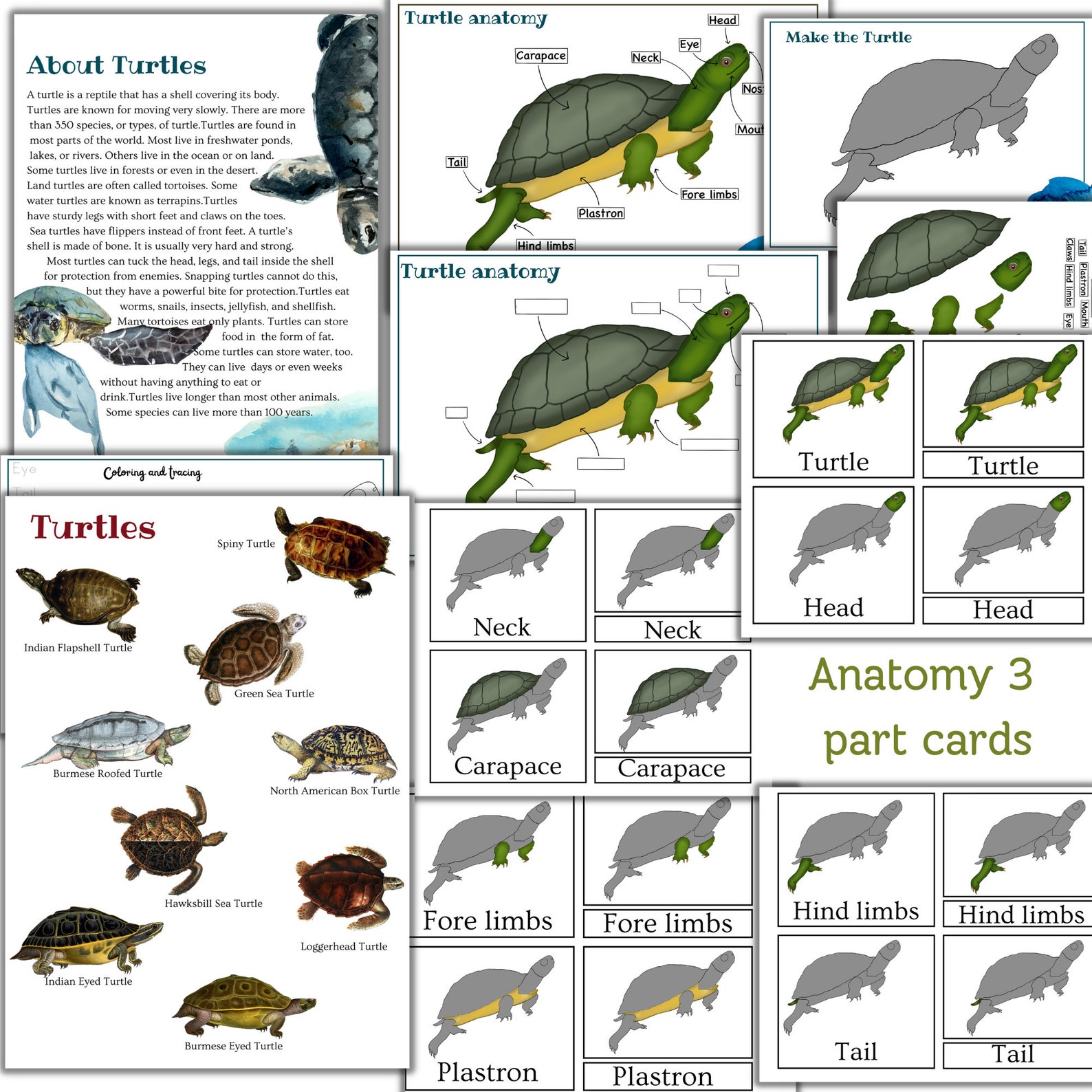 Reptiles Unit Study, Crocodile Unit Study, Turtle Unit Study, Reptiles ...