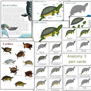 Reptiles Unit Study, Crocodile Unit Study, Turtle Unit Study, Reptiles ...