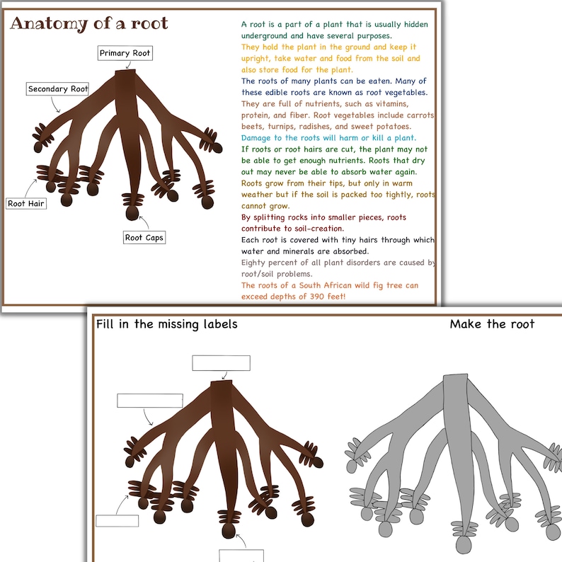 Root Anatomy, Part of Roots, 3 Part Roots Cards, Spring Unit Study ...