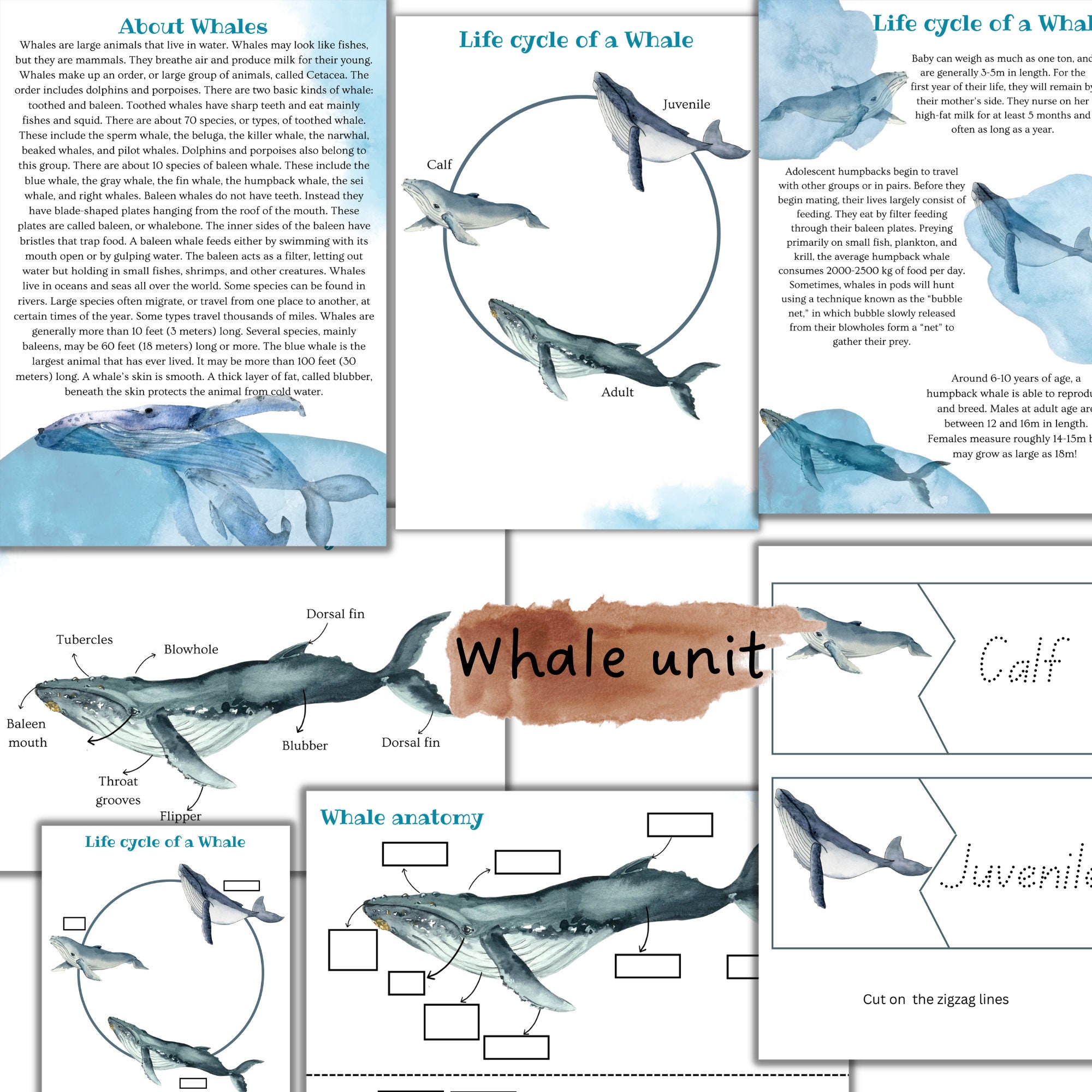 Native Americans Unit Study, Thanksgiving Unit, Bison Unit Study ...
