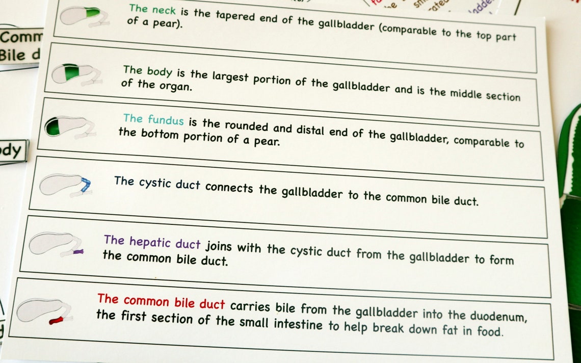 Human Gallbladder Anatomy Printable Activity Gallbladder - Etsy