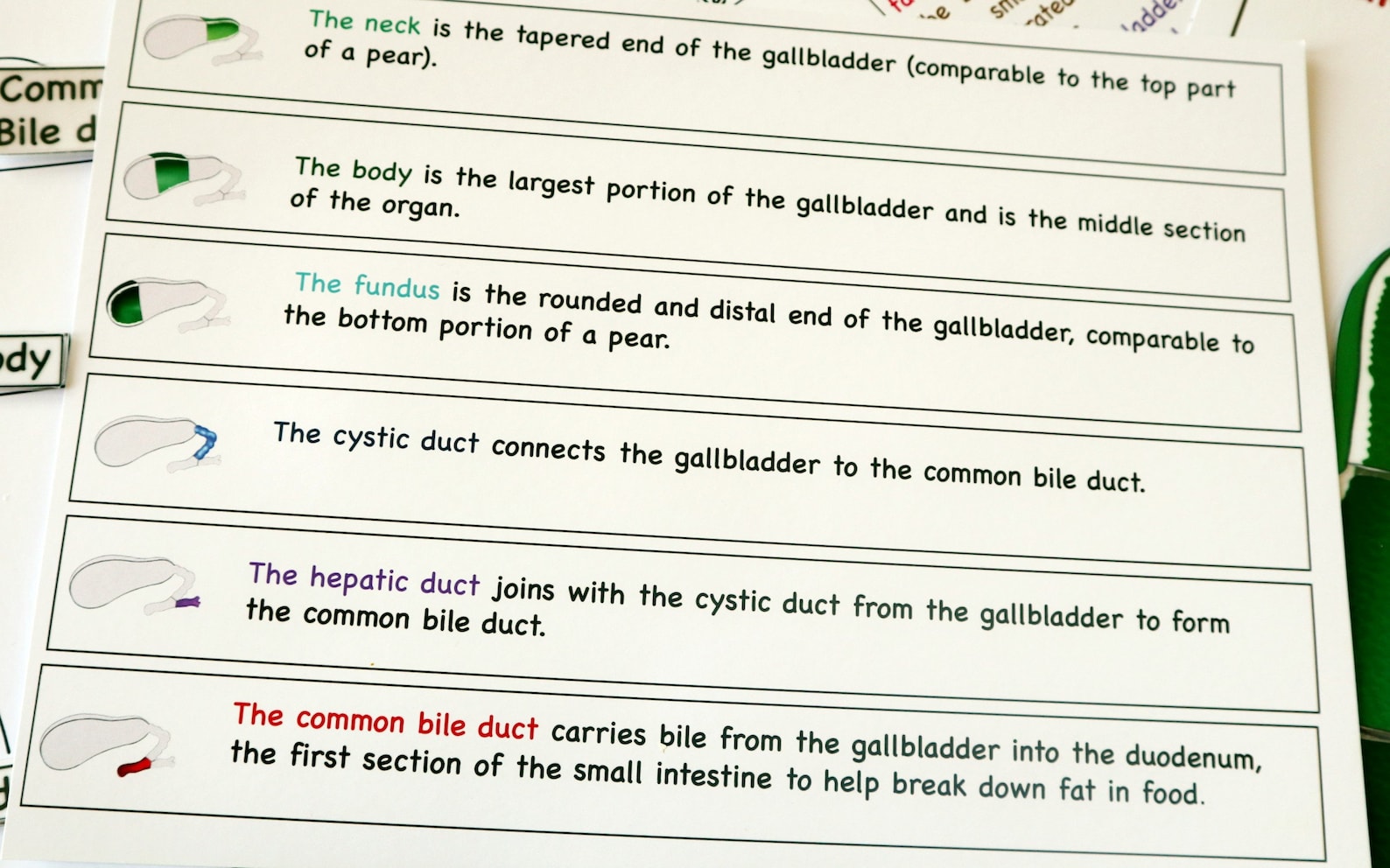 Human Gallbladder Anatomy Printable Activity, Gallbladder Puzzle ...